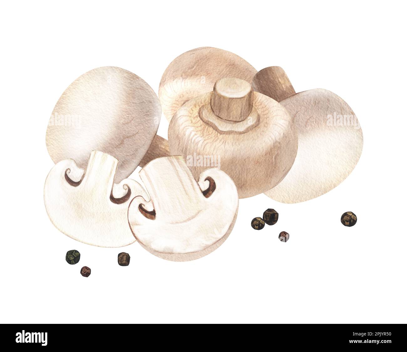 Champignon hand draw hi-res stock photography and images - Alamy