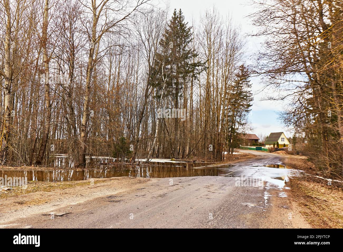 Snow melting in spring. Big puddles in forest. Stream through country ...