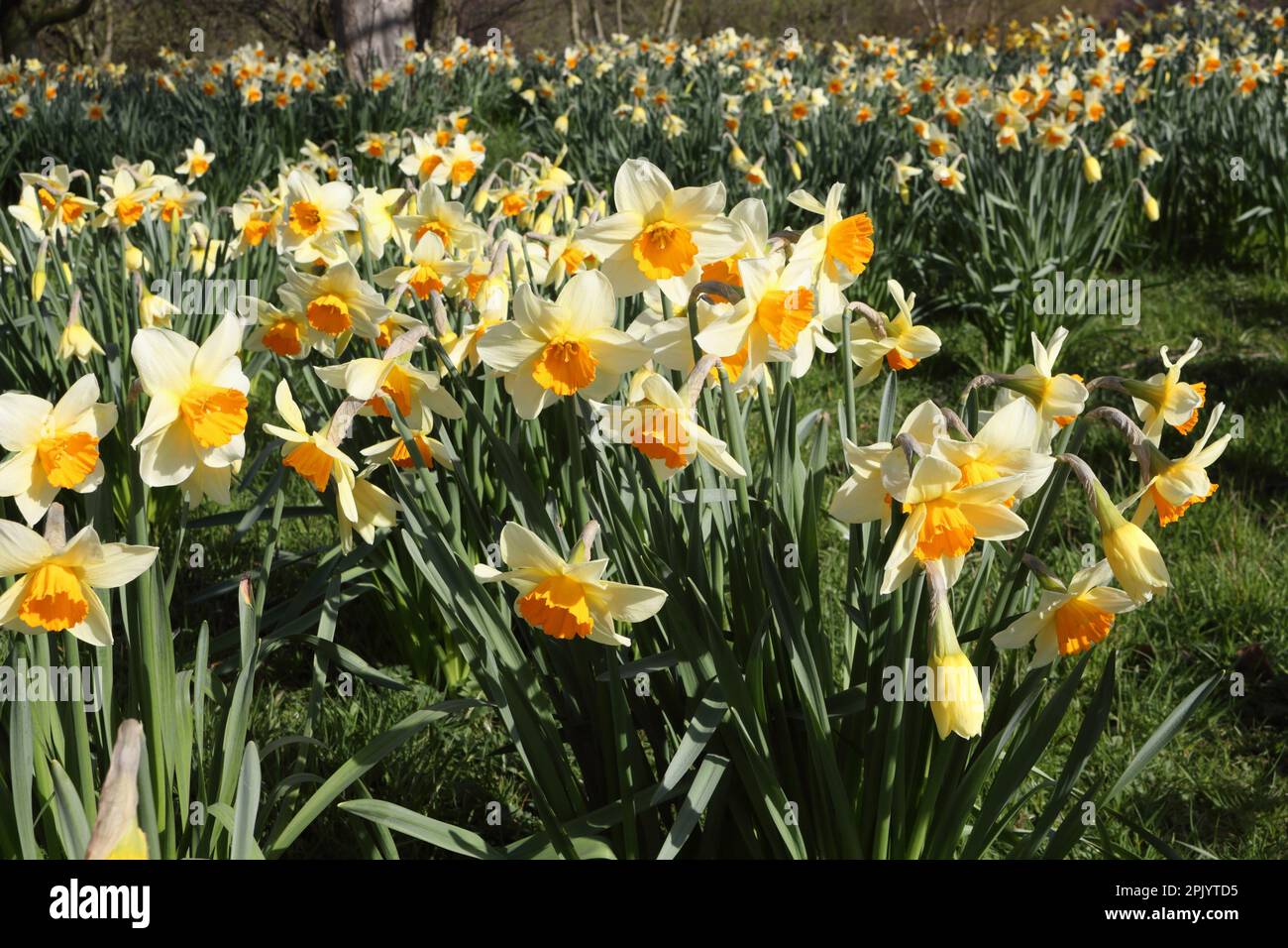 Flowering Daffodil Flowers in bloom, springtime flower display Stock ...