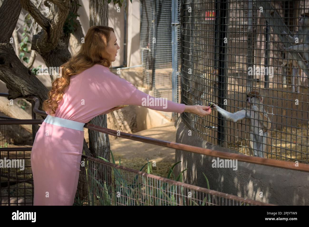 Close up of a girl feeding a monkey. Monkey is reaching out for a food ...