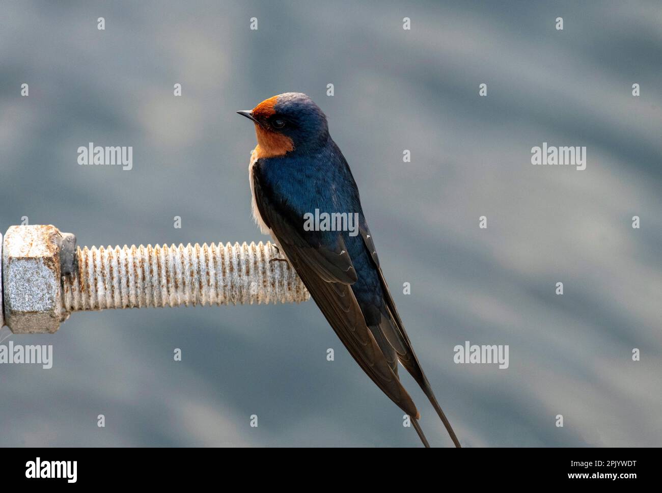 Barn Swallow (Hirundo rustica) resting on jetty at Shoal Bay Beach ...