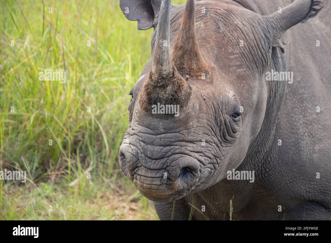 White Rhino or square-lipped rhinoceros (Ceratotherium simum) in Imire ...