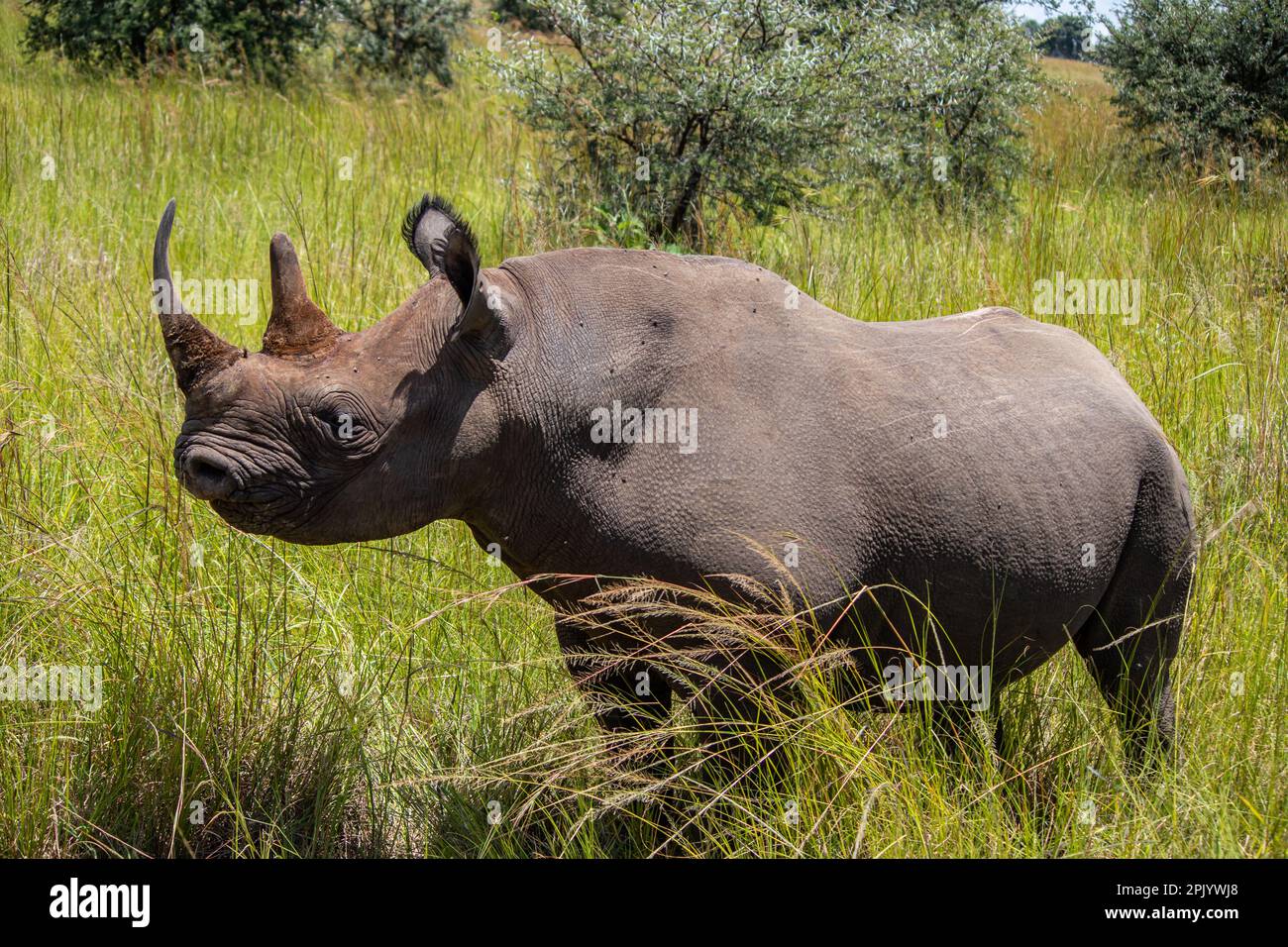 White Rhino or square-lipped rhinoceros (Ceratotherium simum) in Imire ...