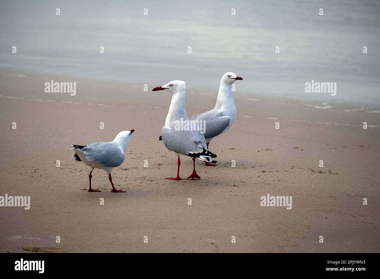 Australian silver gulls photo hi-res stock photography and images - Alamy