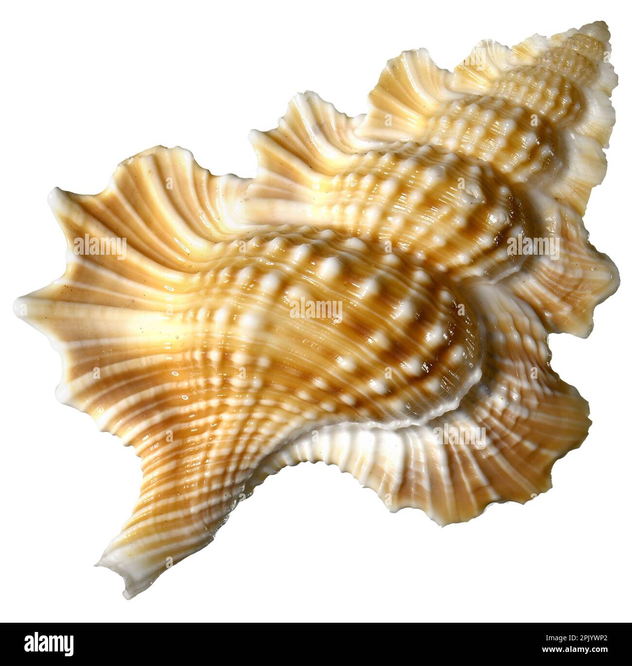 Triton maple hi-res stock photography and images - Alamy