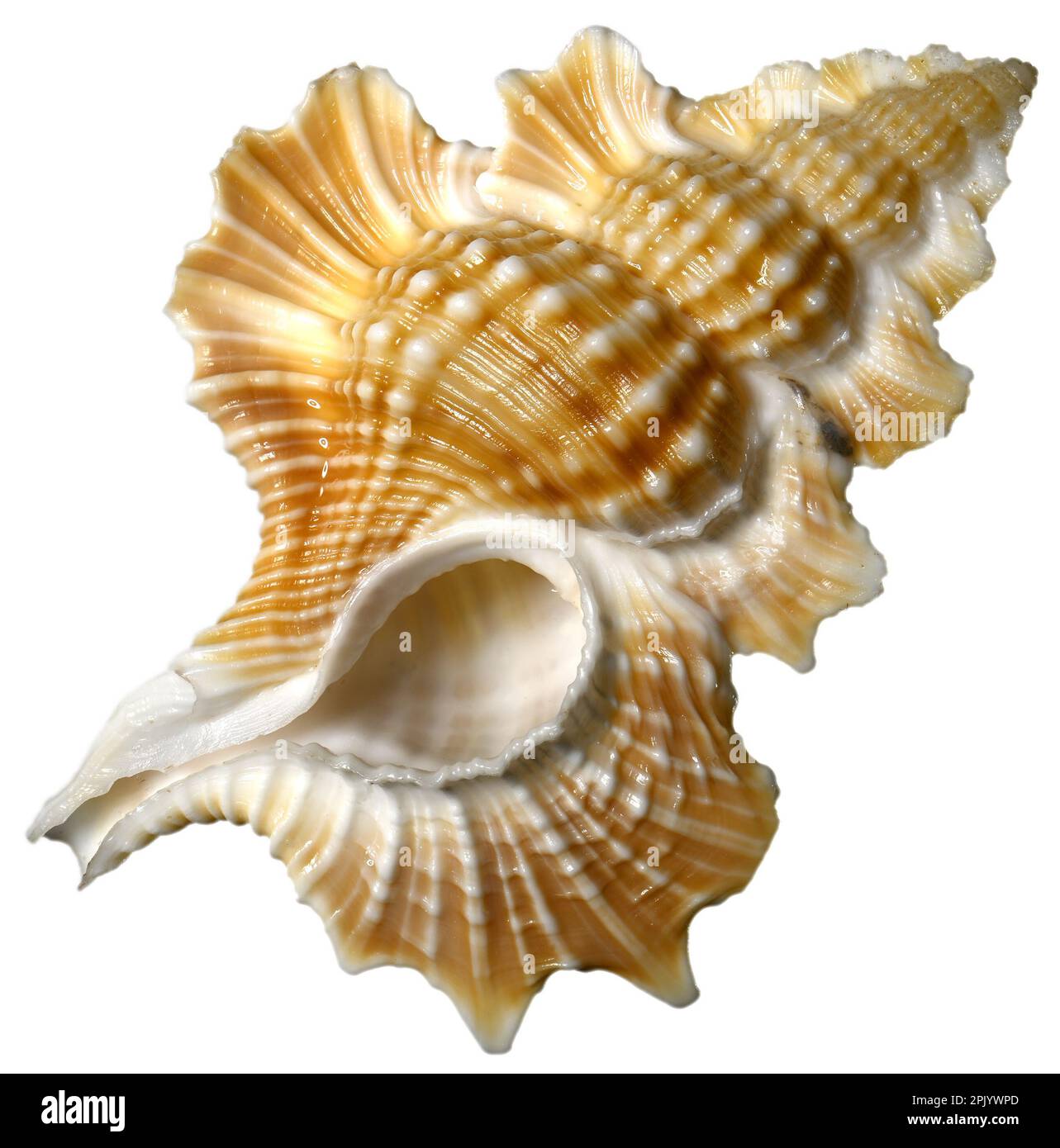 Gyrineum perca hi-res stock photography and images - Alamy