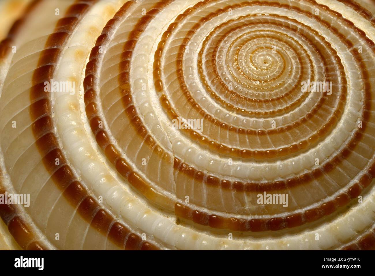Clear Sundial shells (Architectonica perspectiva) c5cm. Region: Indo ...