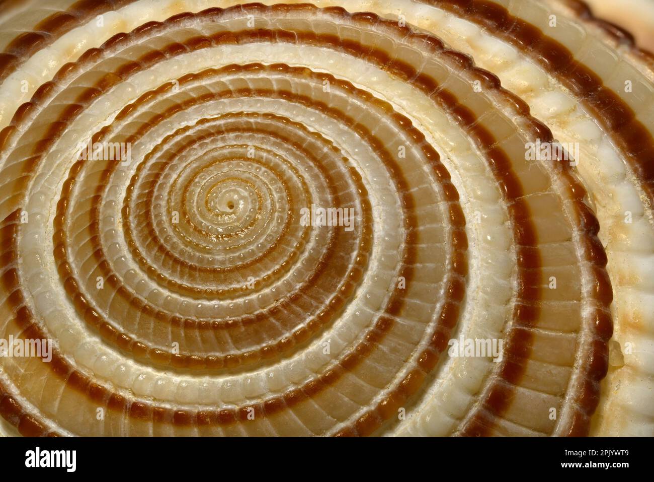 Clear Sundial shell (Architectonica perspectiva) c5cm. Region: Indo ...