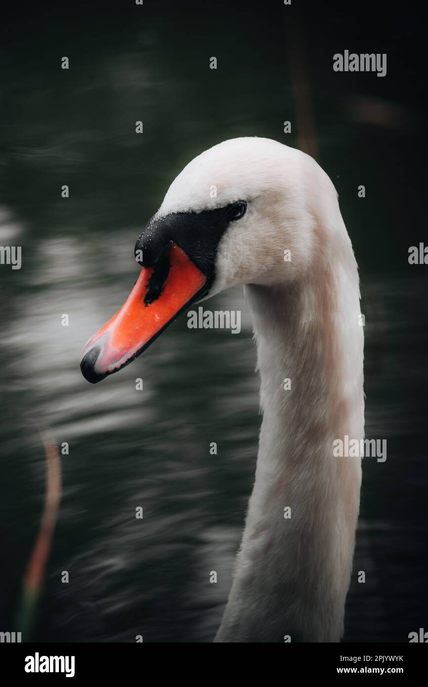A series of Swan photographs captured in the British countryside and ...