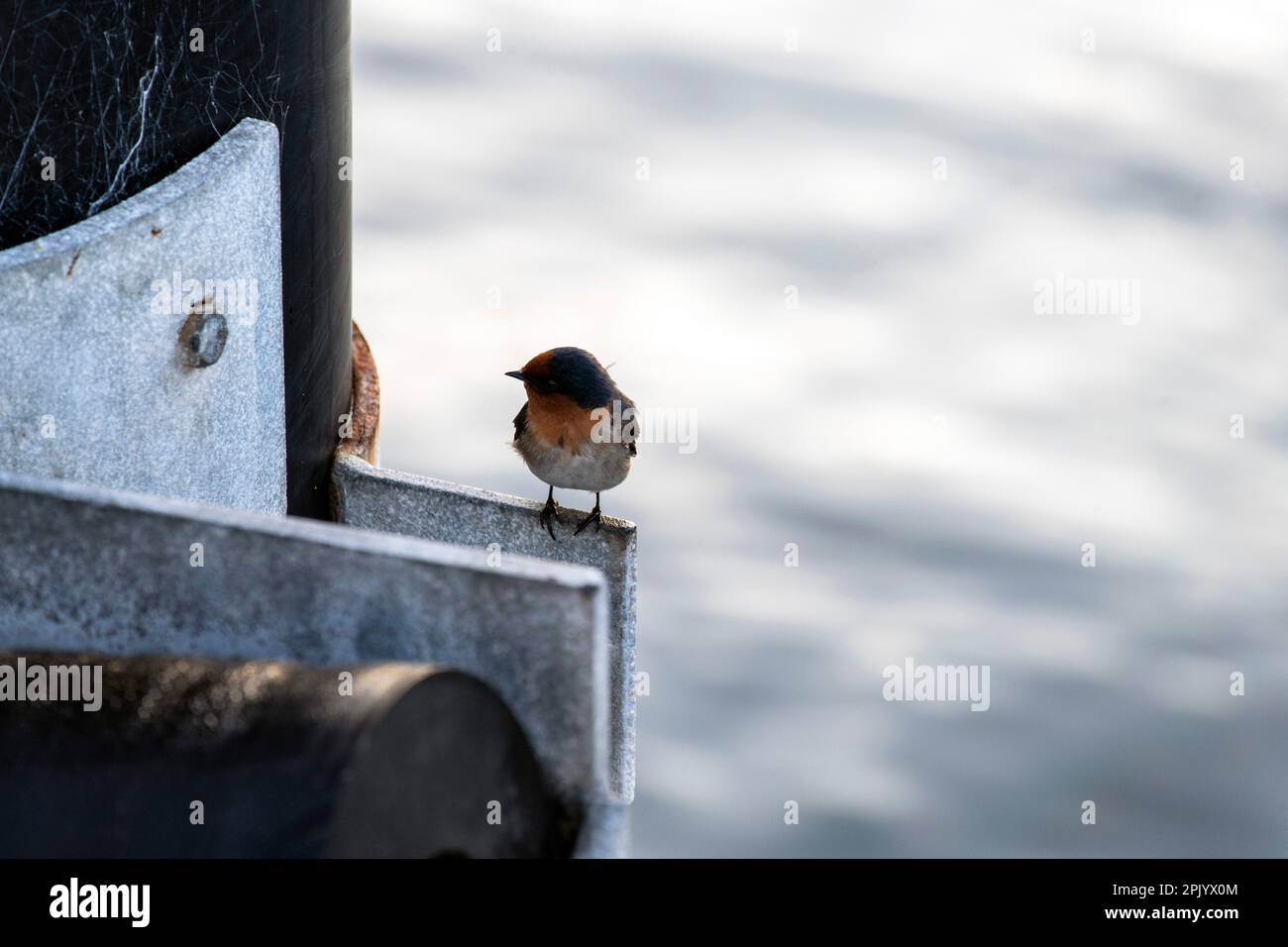 Welcome Swallow (Hirundo neoxena) resting on a pillar of Jetty at Shoal ...