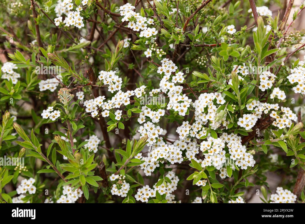 Spiraea vanhouttei or spirea white early spring flower in the garden ...