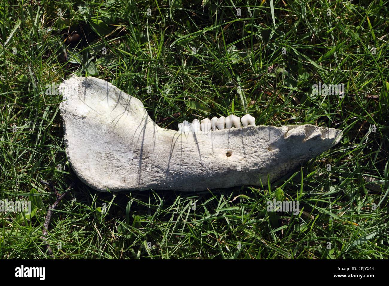 Dead animal jaw bone laying on the ground Stock Photo - Alamy