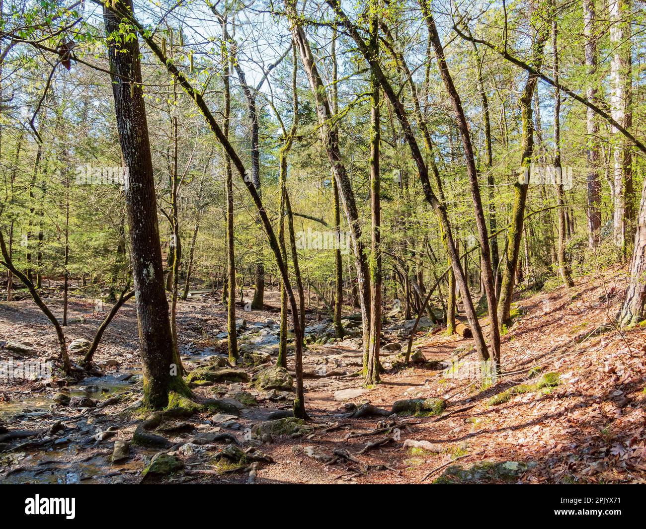 Sunny view of the Lookout Mountain Trail landscape of Beavers Bend ...