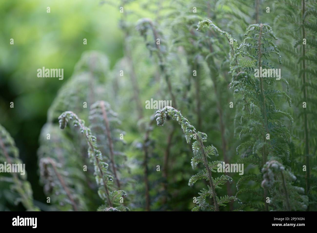 Unfurling fern fronds viewed from a low angle. Unknown species of fern ...