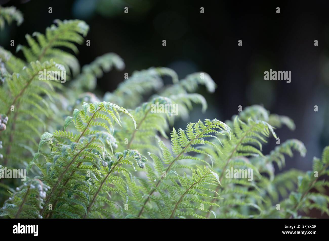 Unfurling fern fronds viewed from a low angle. Unknown species of fern ...