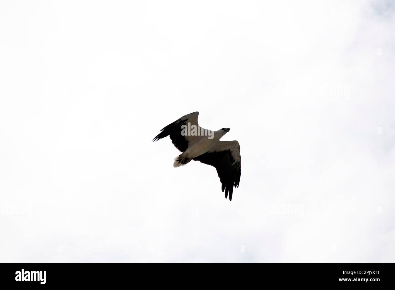 White-bellied Sea-Eagle (Haliaeetus leucogaster) in flight in Sydney ...