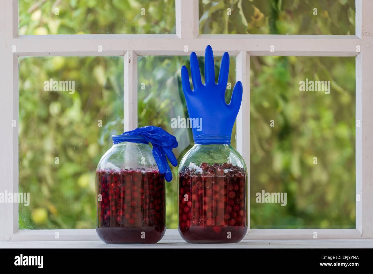 Homemade tincture of red cherry in a jar with a glove shaped shutter ...