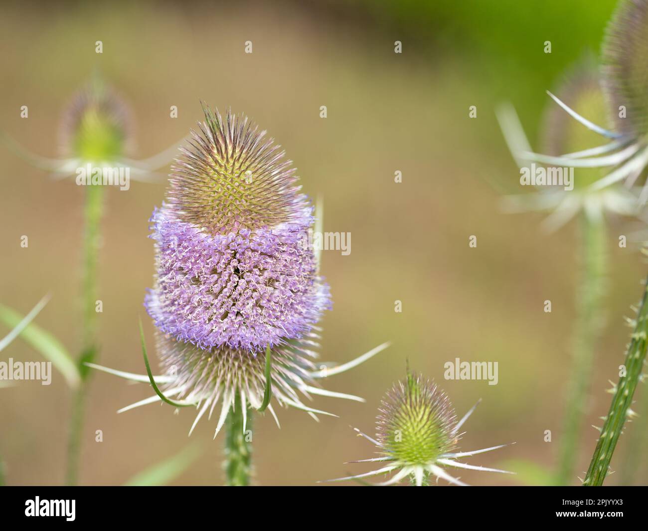 Wilde thistle hi-res stock photography and images - Alamy