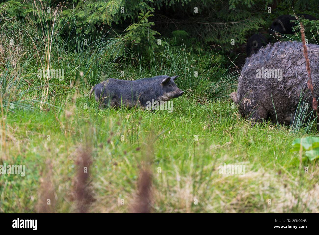 Group of wild black boars with children in the mountain forest in the ...