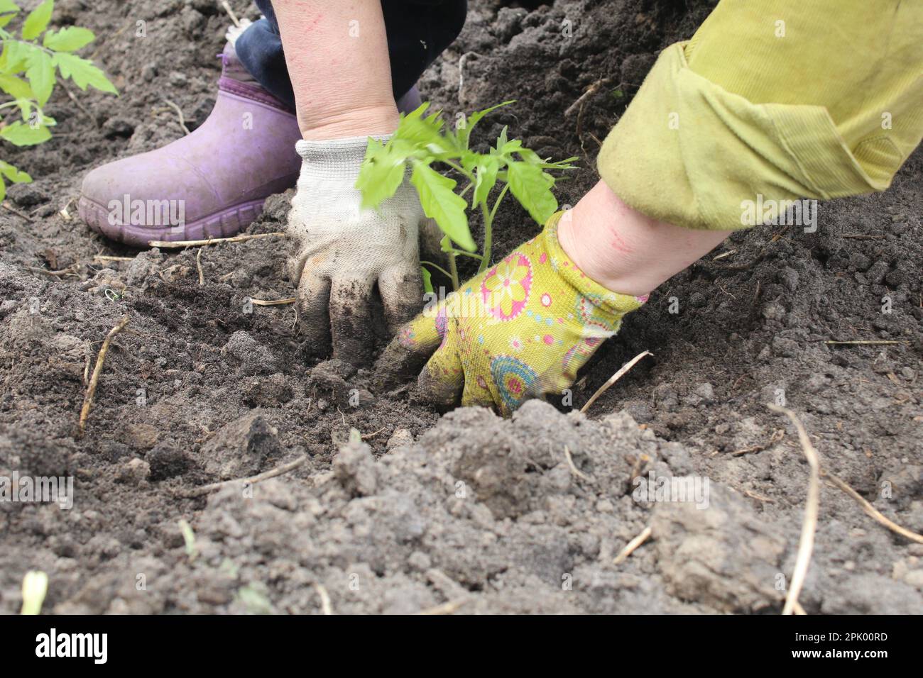 planting plants in the spring. Planting a tomato in the open ground ...