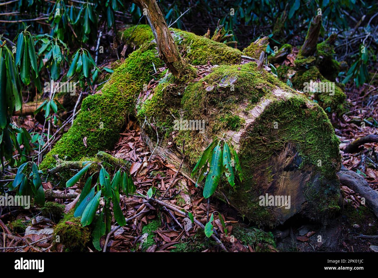 A tree stump in a grassy clearing, covered in a layer of emerald-green ...