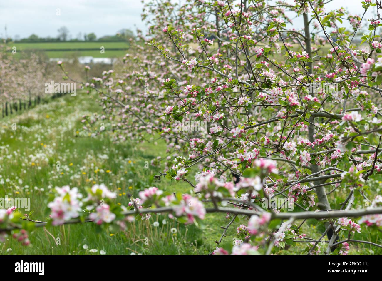Apple blossom in bloom in a modern cider orchard Stock Photo - Alamy