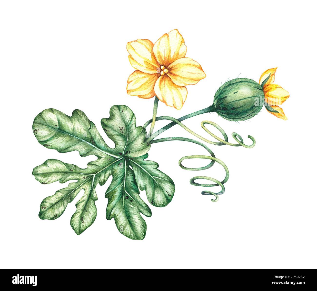 Botanical illustration of cucumber hi-res stock photography and images ...