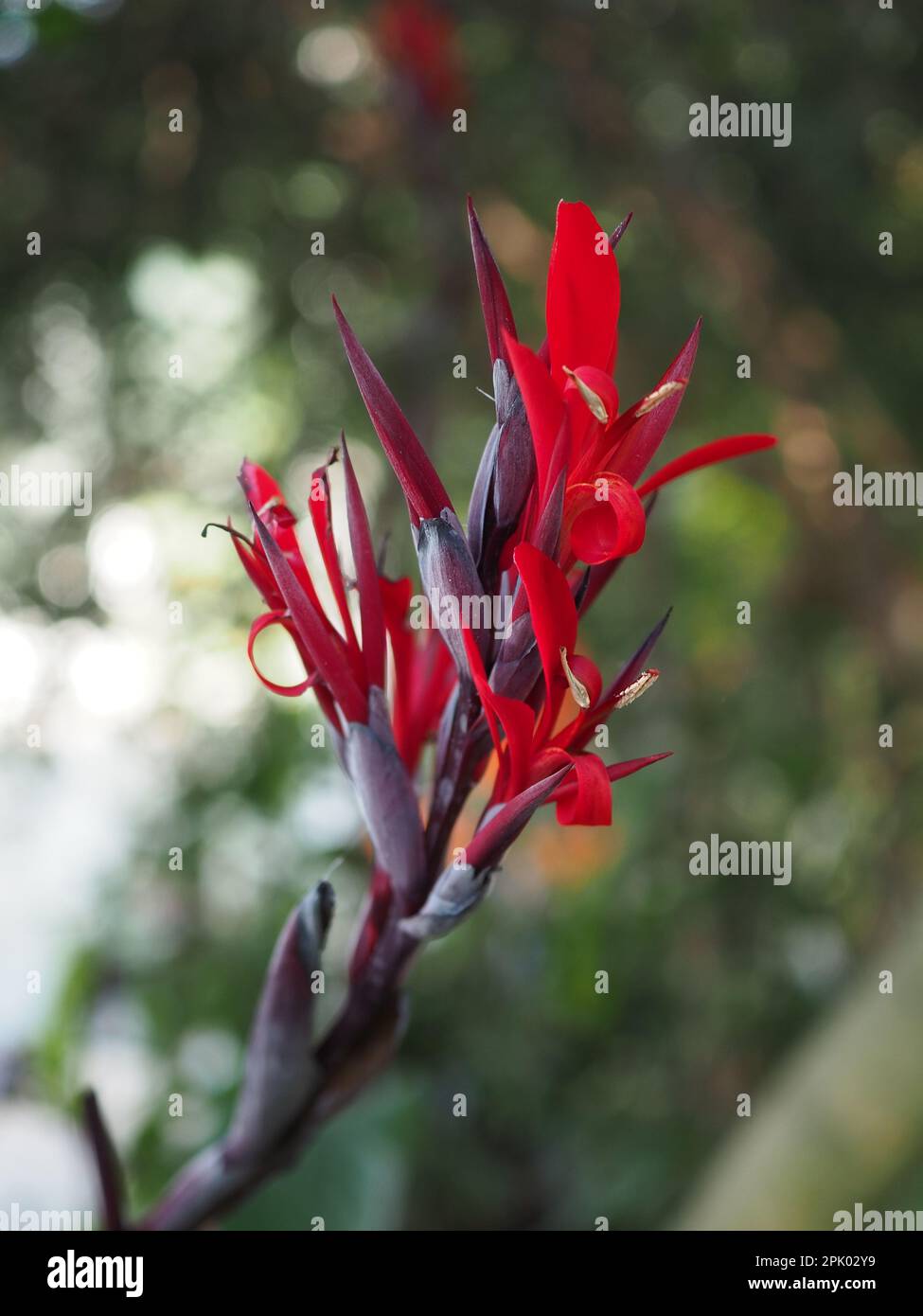 Red Canna flower in close up in a hothouse / glasshouse in the UK Stock ...