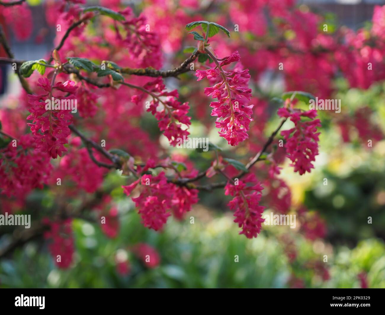 Close up of the ruby red flower blossoms of Ribes sanguineum (flowering ...