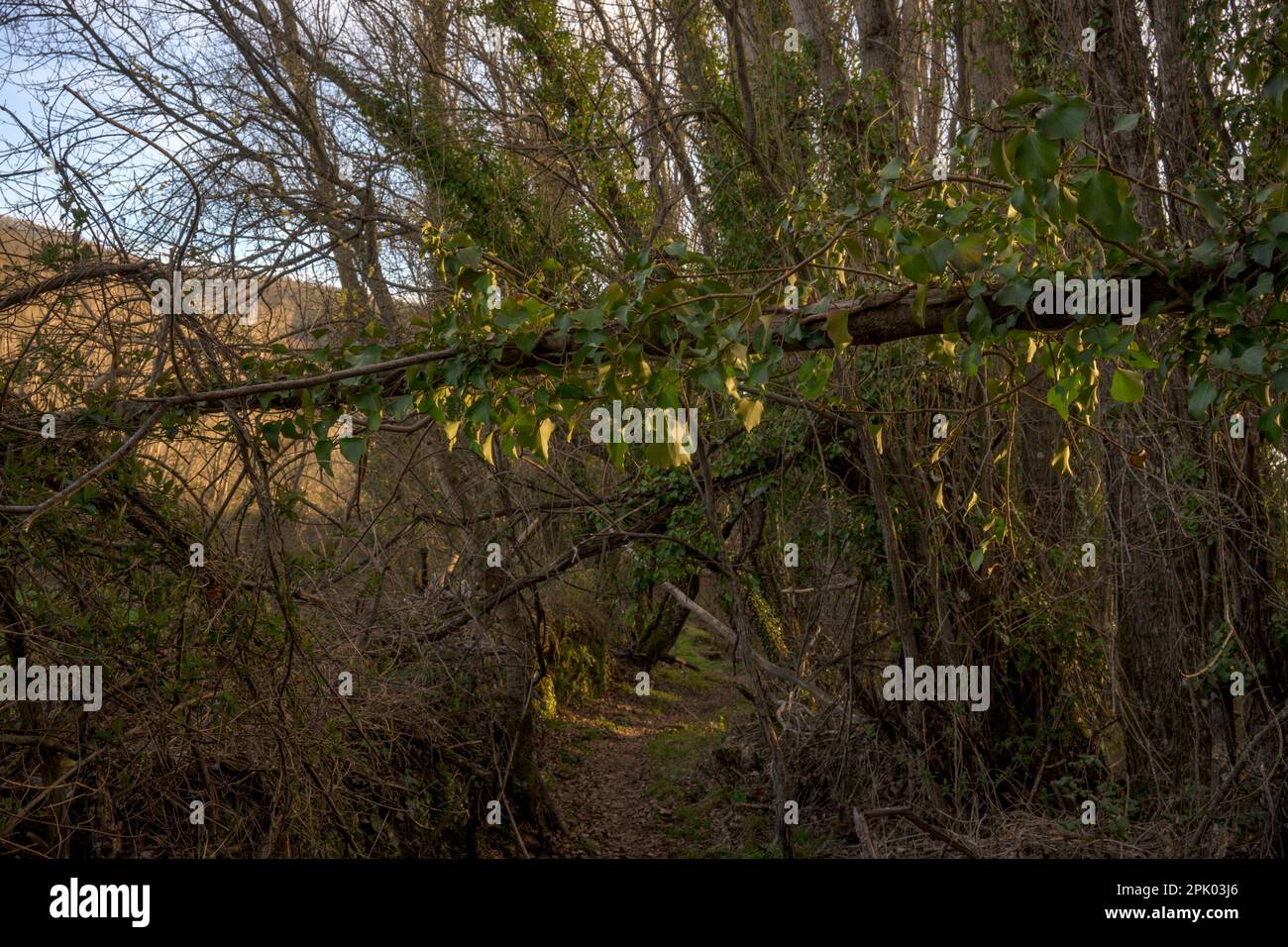 Path in greenish forest with ivy on the humid trees mysterious ...