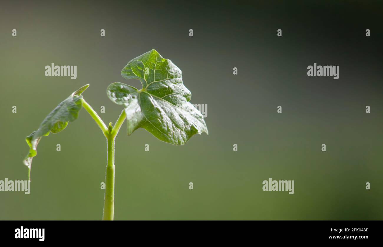 Two leaf stage hi-res stock photography and images - Alamy