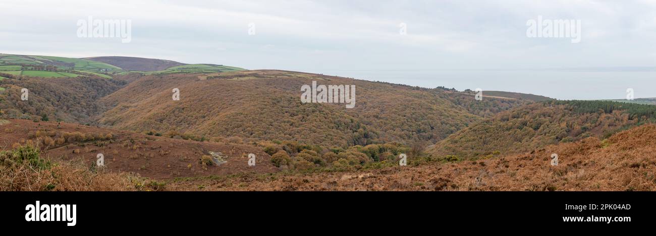 Panoramic photo of the autumn colours at Horner woods in Exmoor ...