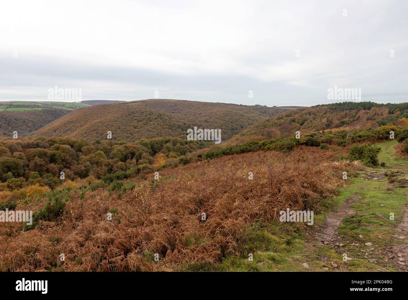 Landscape photo of autumn colours at Horner woods in Exmoor National ...