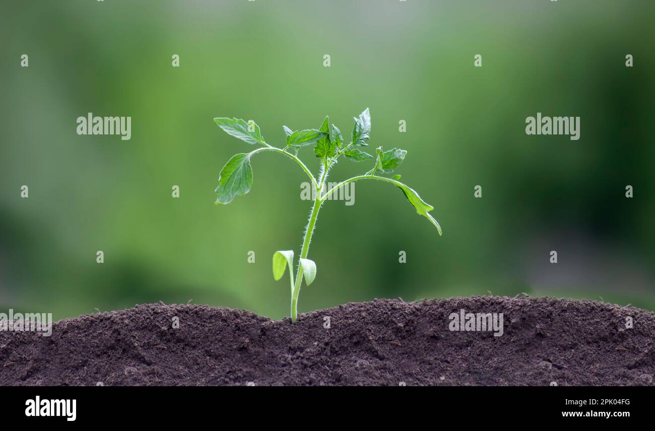 A young tomato shoot with leaves sprouts in a vegetable garden ...