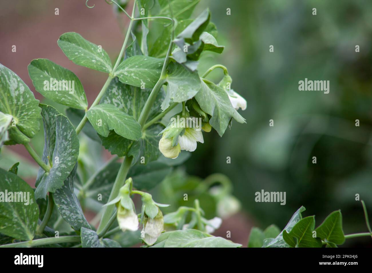 Leaves and flowers of a young pea growing in a vegetable garden Stock ...
