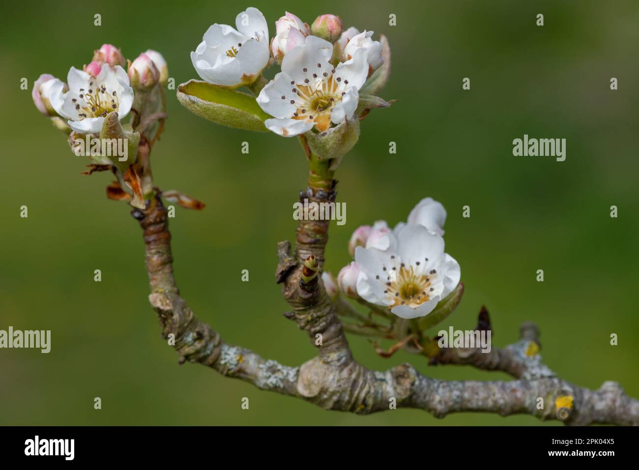 Conference pear tree in flower hi-res stock photography and images - Alamy