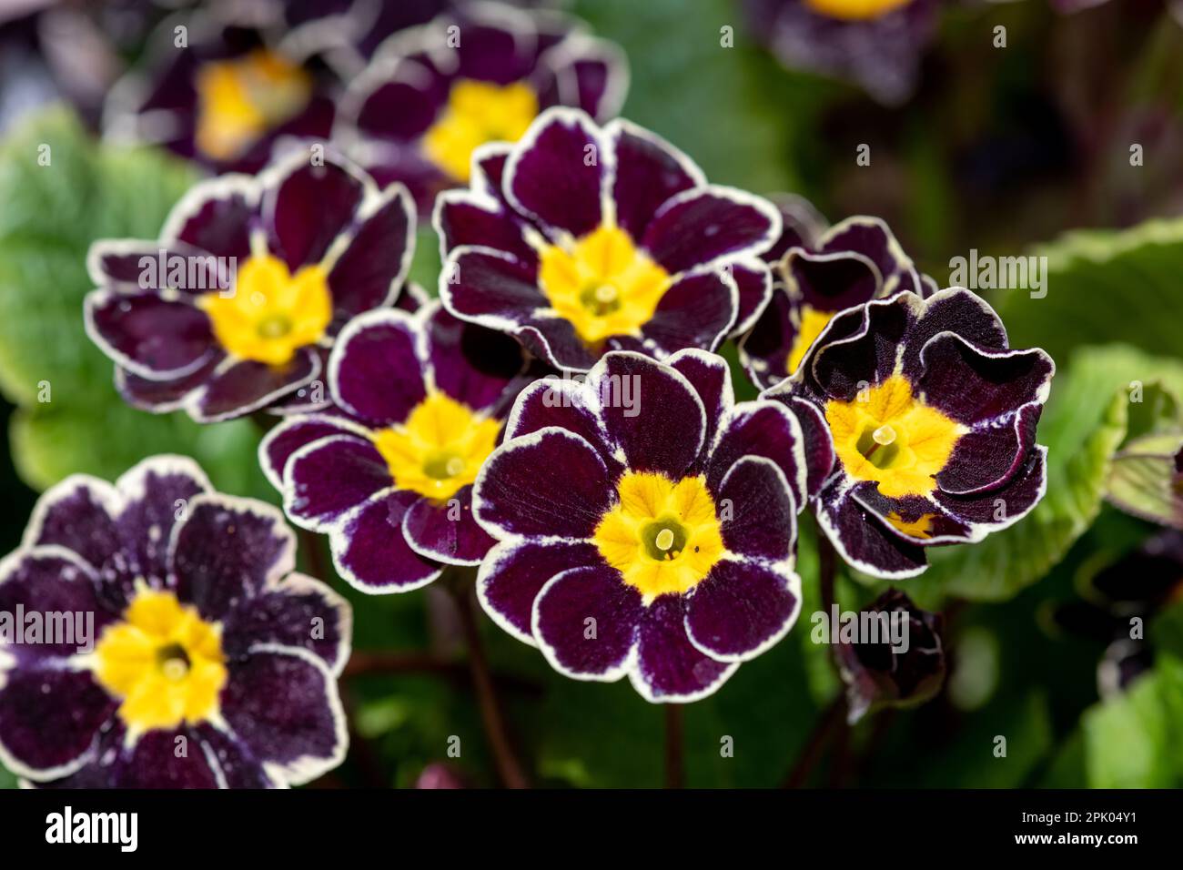 Close up of black silver laced primrose (primula victoriana) flowers in ...