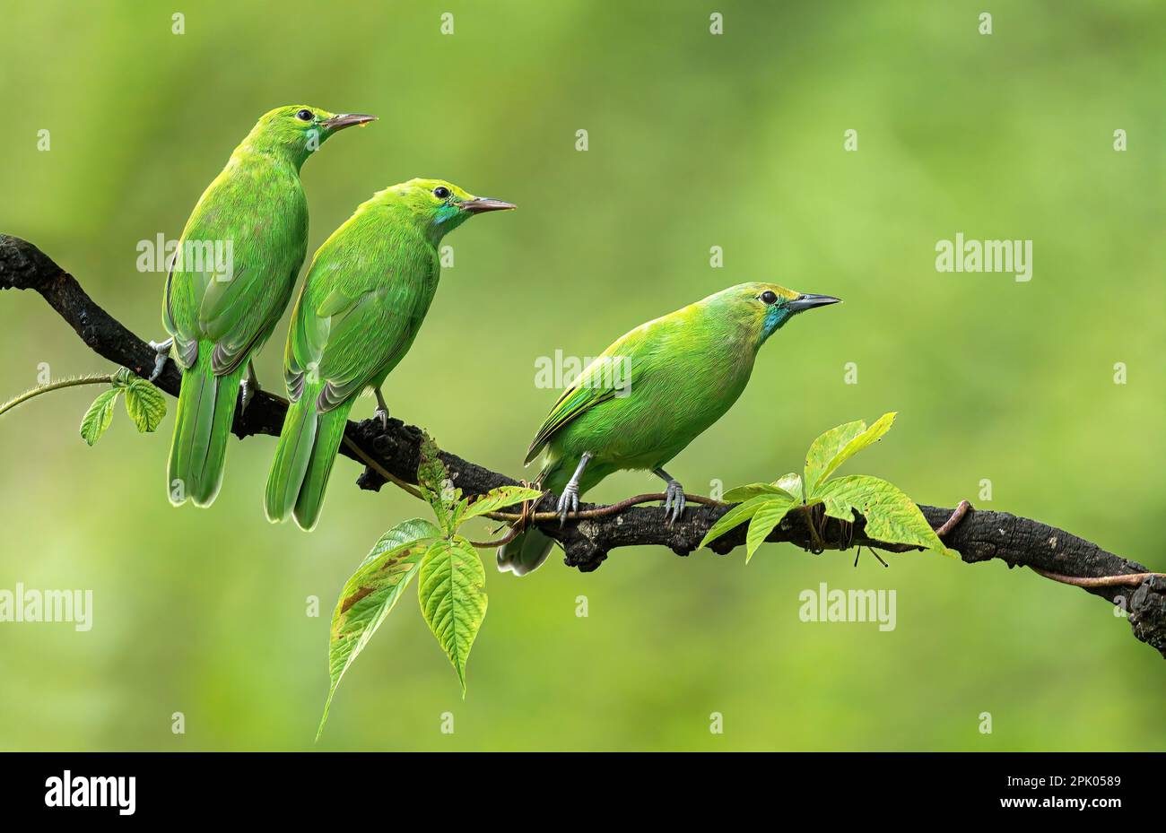 A flock of greater green leafbirds perched on a tree branch side by ...