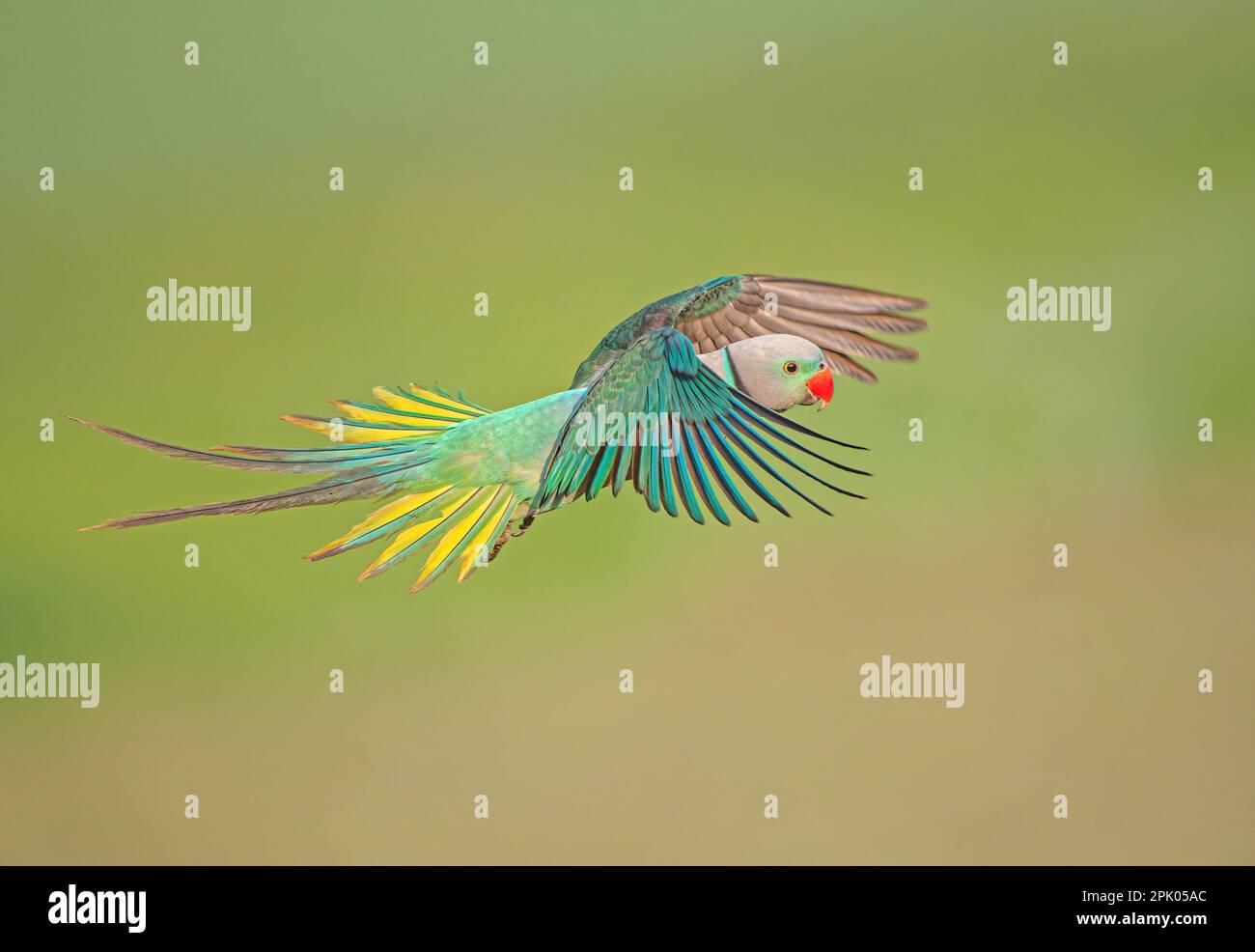 A parakeet bird soaring through the sky above a lush green meadow Stock ...