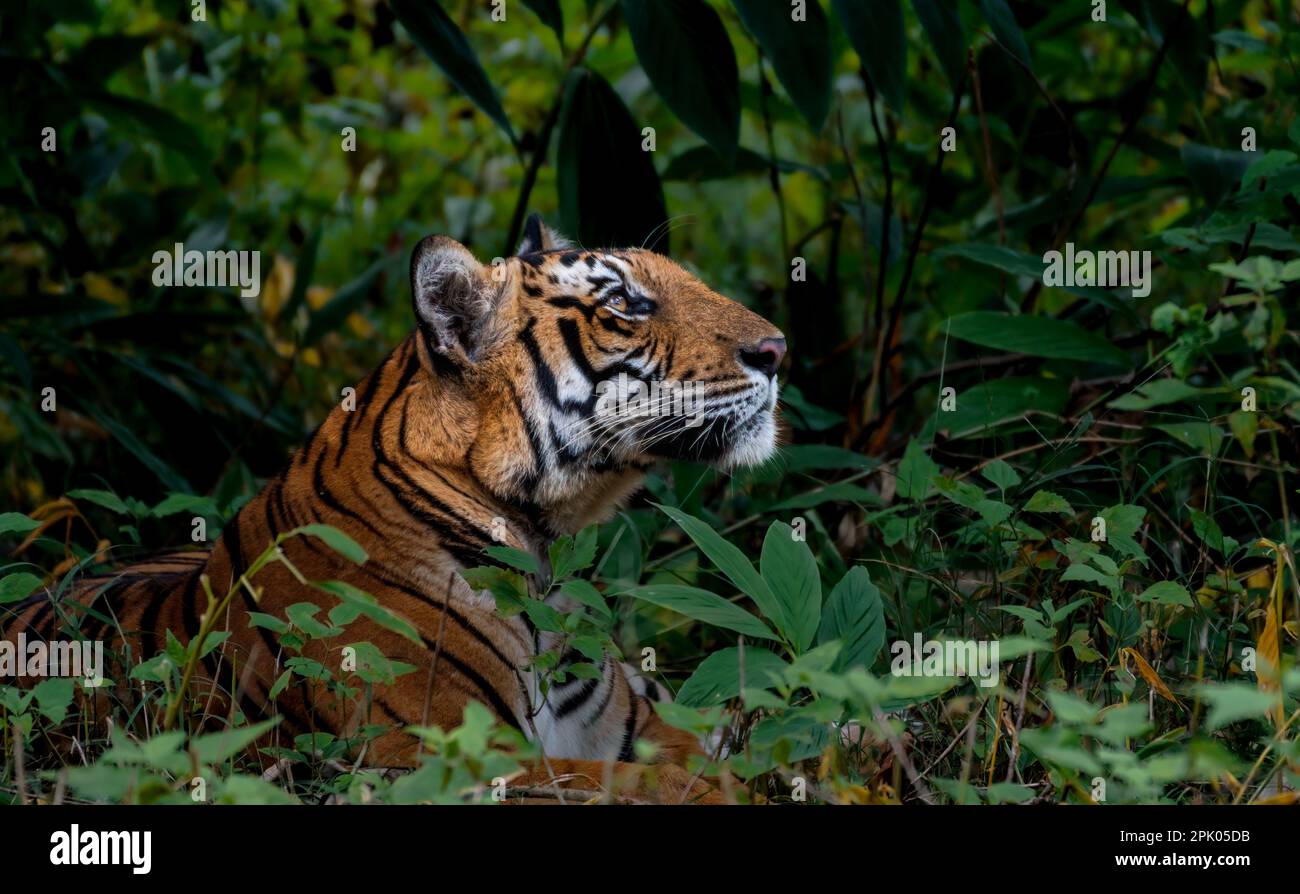 A majestic tiger with a captivating gaze pictured in its natural ...