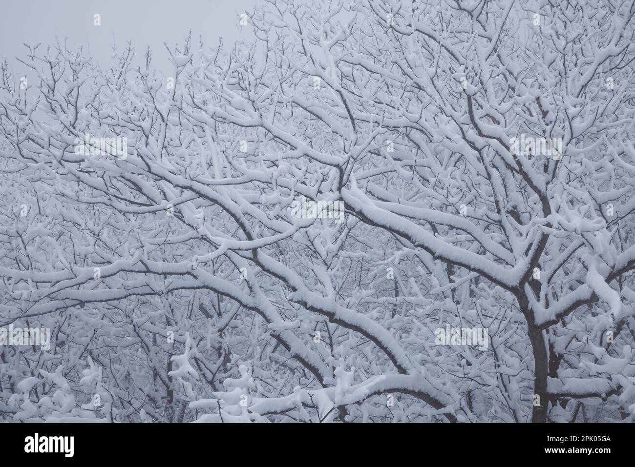 A majestic pine tree stands alone in a stark winter landscape ...