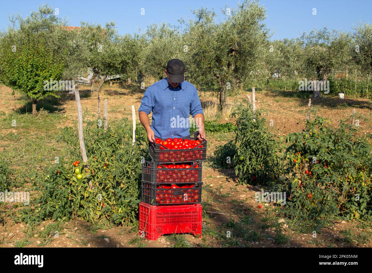 Image of a farmer in a field in the countryside with tomato crates ...