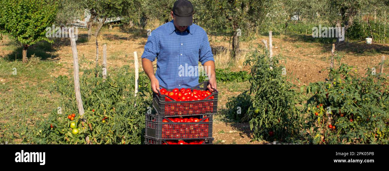 Image of a farmer in a field in the countryside with tomato crates ...