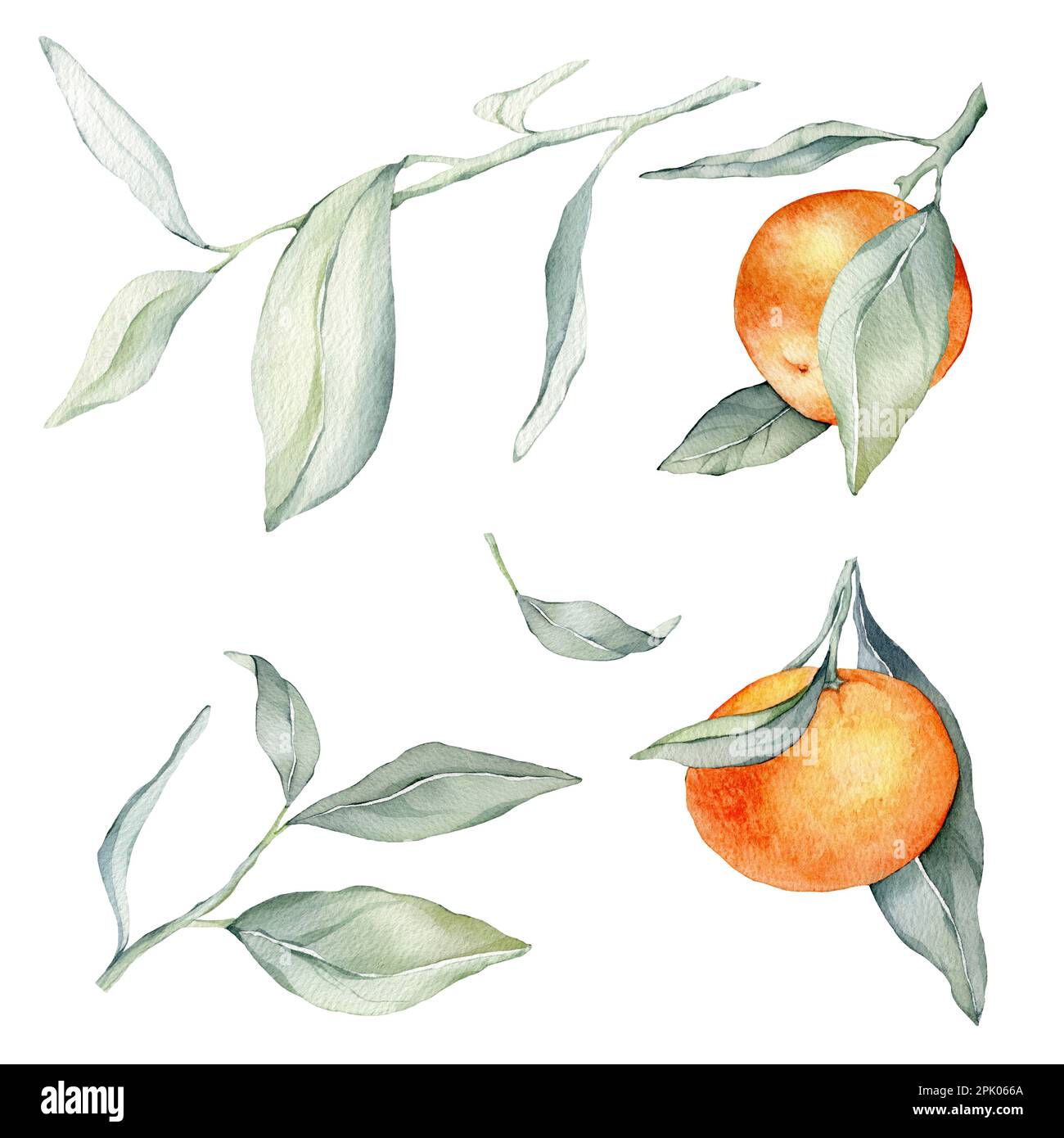 Set of mandarin branches with green leaves. Isolated. Watercolor ...