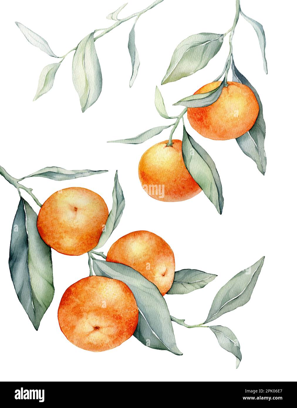 Set of mandarin branches with green leaves. Isolated. Watercolor ...