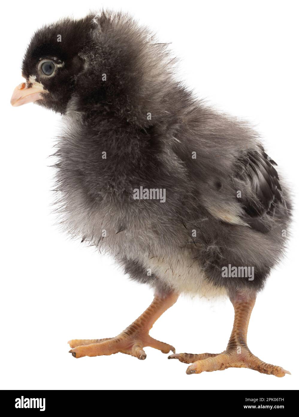 Small Dominique chicken chick isolated in a studio photo Stock Photo ...