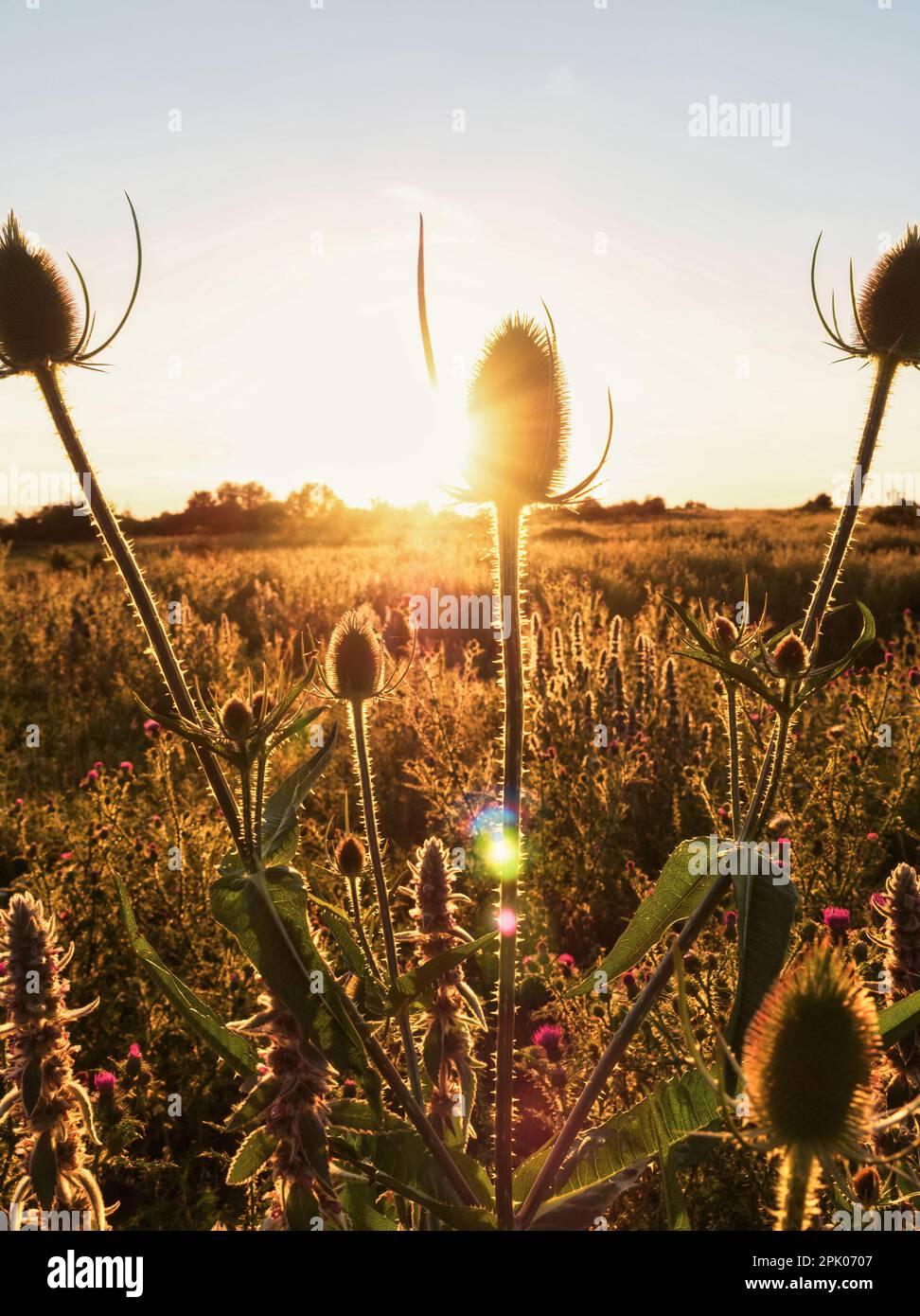flowers plants sunset napoleonstein jena outdoor nature parks Stock ...