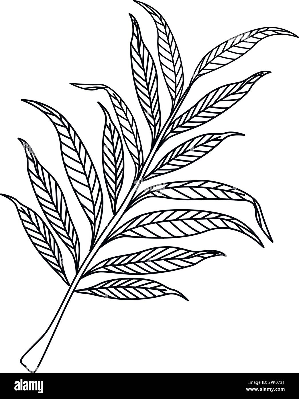 leafs plant foliage sketch Stock Vector Image & Art - Alamy