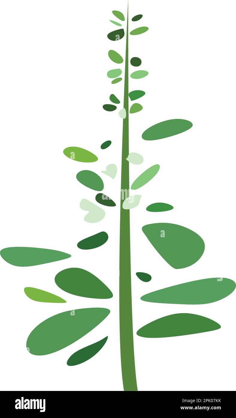 basil plant vector logo icon design element Stock Vector Image & Art ...