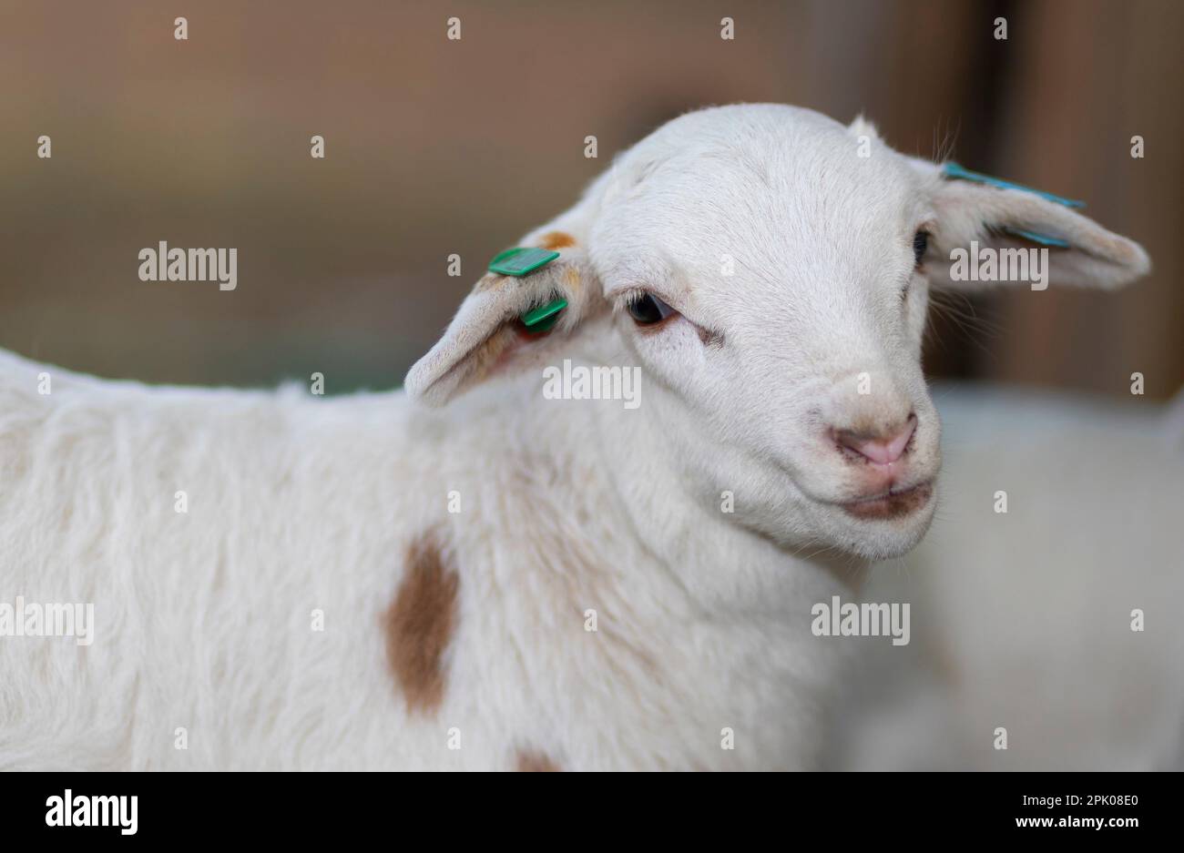 Portait of an adorable Katahdin sheep lamb with spots Stock Photo - Alamy